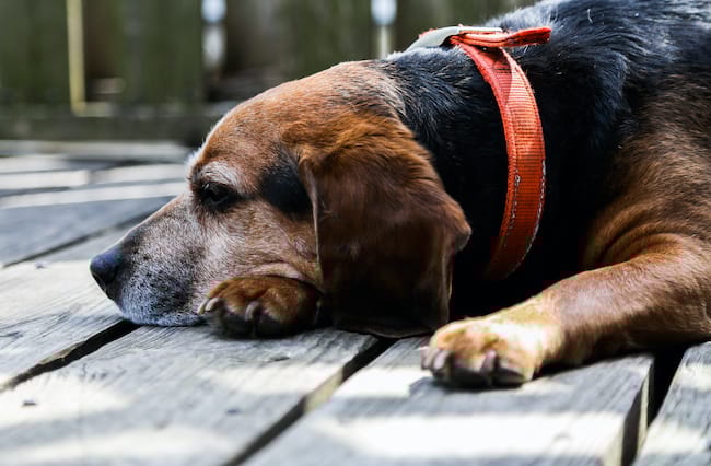 Lameness & Limping in Pets